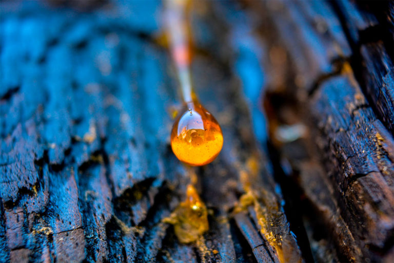 Origin of Amber — Baltic Amber UAE